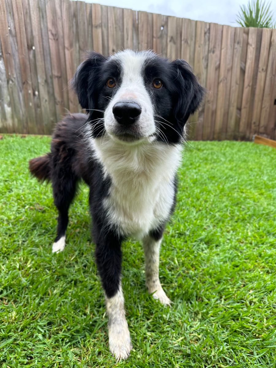 Vada - Medium Male Border Collie Dog in VIC - PetRescue
