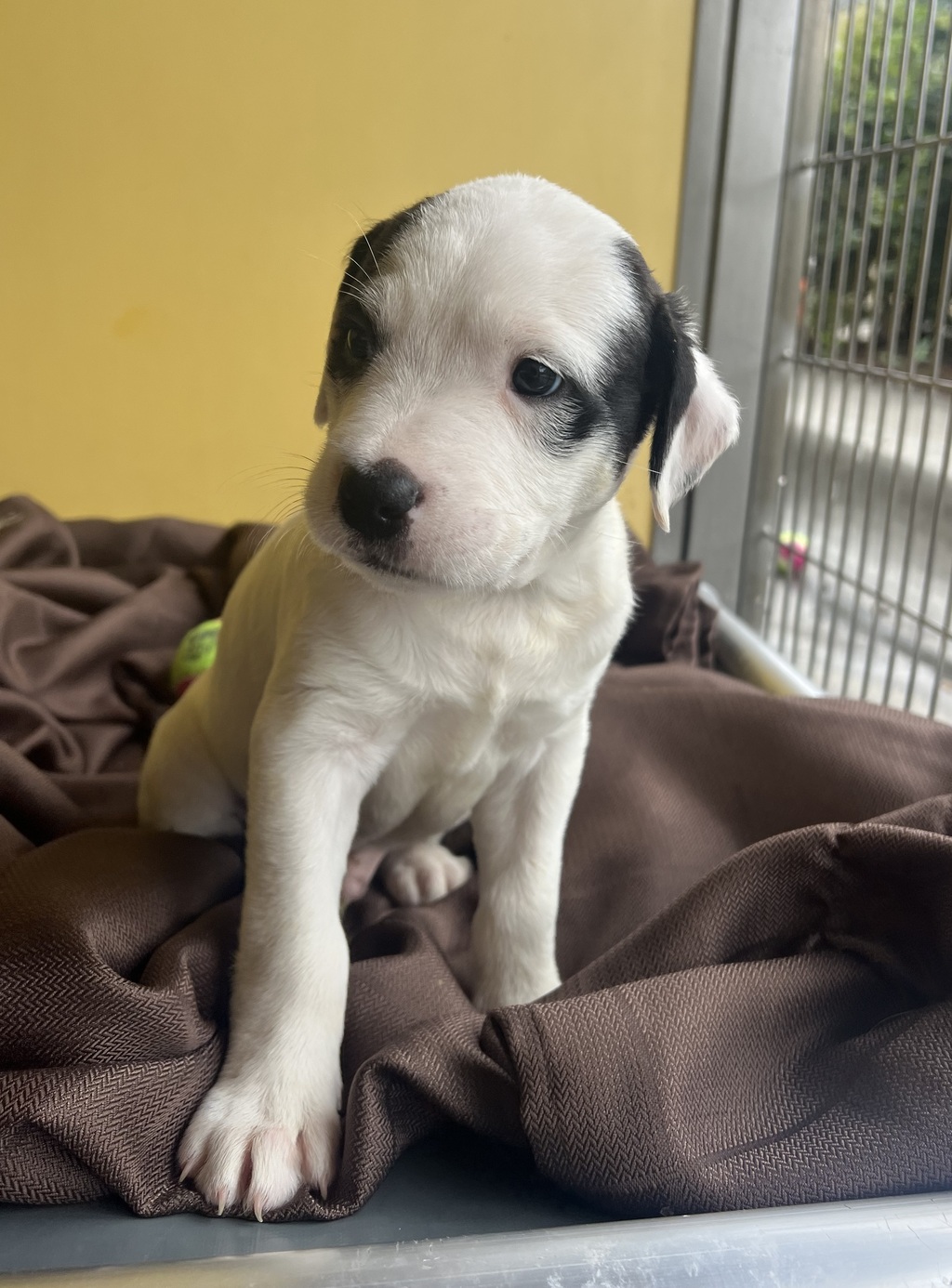 Delgado - Large Male American Staffordshire Bull Terrier Mix Dog in QLD ...