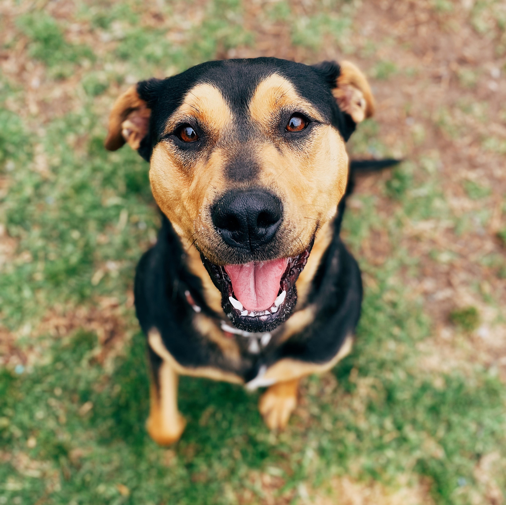 Swiftie - Large Female Boxer x Kelpie Mix Dog in VIC - PetRescue