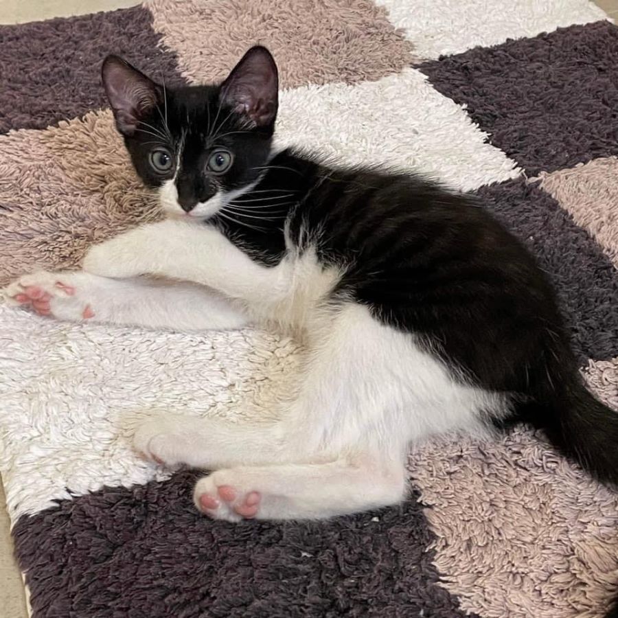 9848 - Miele - Female Domestic Short Hair Cat in WA - PetRescue