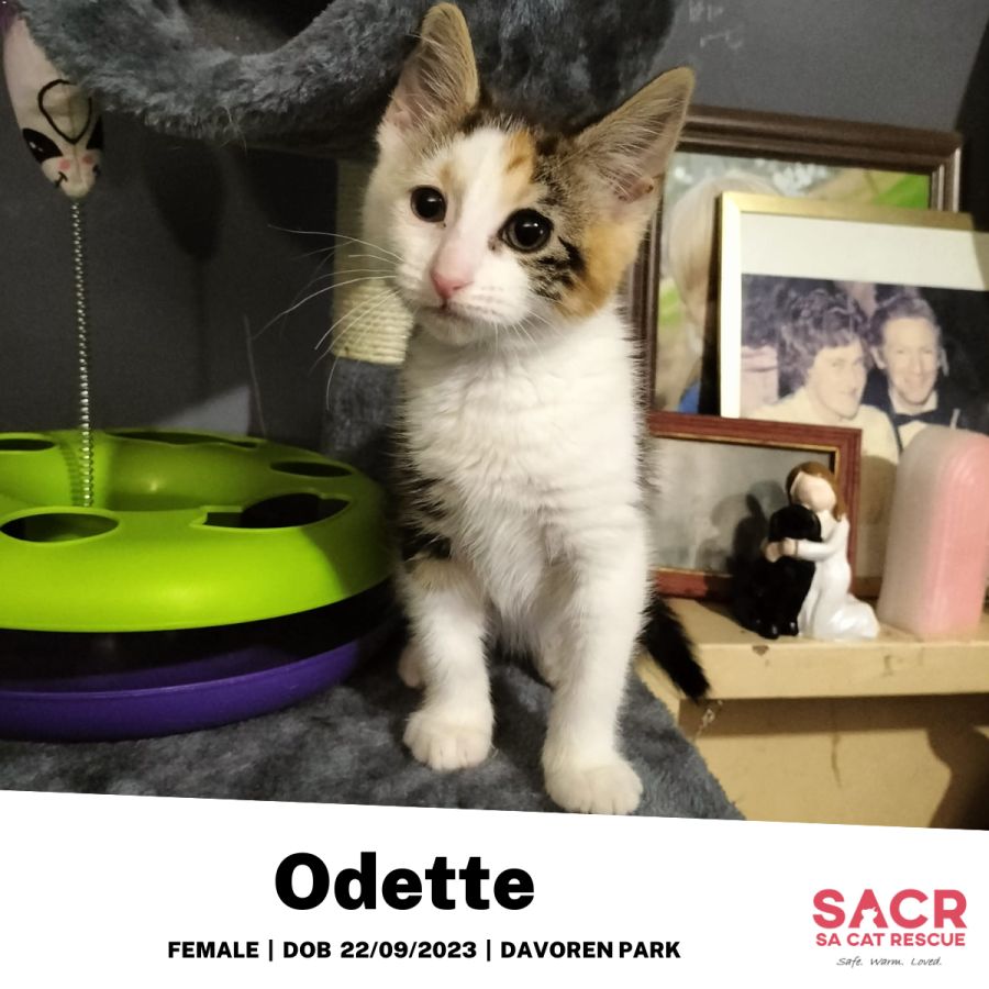 Odette - Female Domestic Short Hair Cat in SA - PetRescue