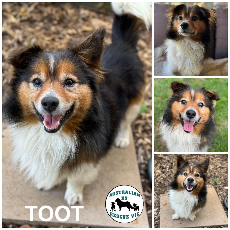 Toot - Small Male Jack Russell Terrier Mix Dog in VIC - PetRescue