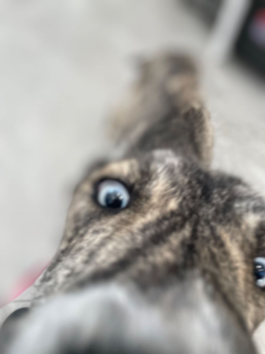 Max - Medium Male Great Dane x Alaskan Malamute x Husky Mix Dog in NSW ...