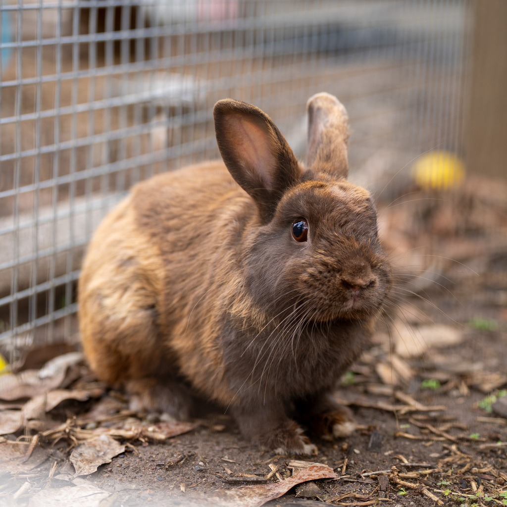 Ghiradelli - Male Bunny Rabbit Mix Rabbit in NSW - PetRescue