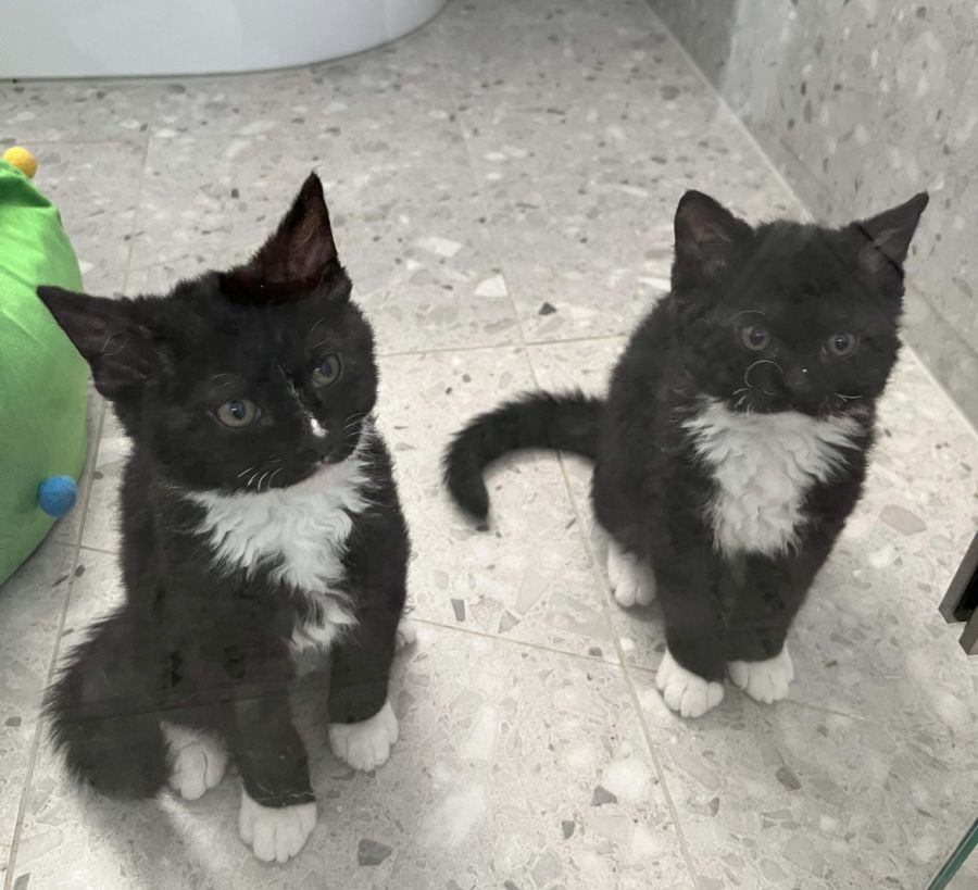 Sammy & Beans - Male Selkirk Rex Mix Cat in VIC - PetRescue