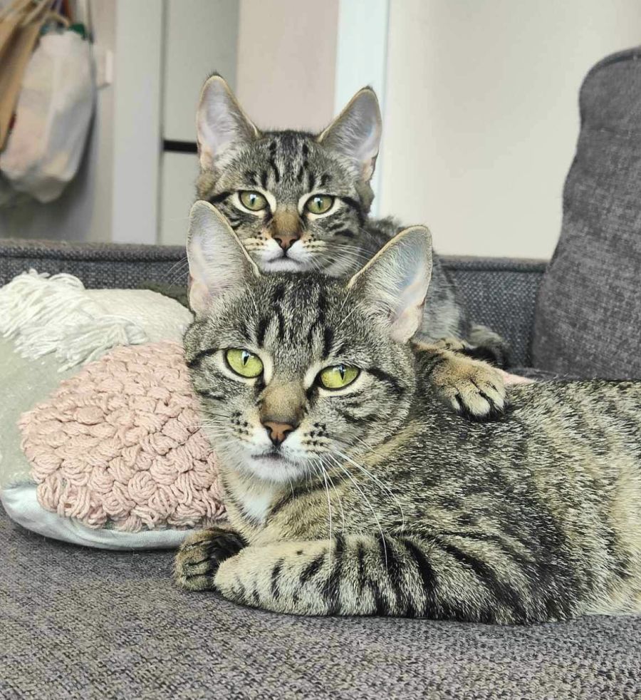 Mable & May - Female Domestic Short Hair Cat in VIC - PetRescue