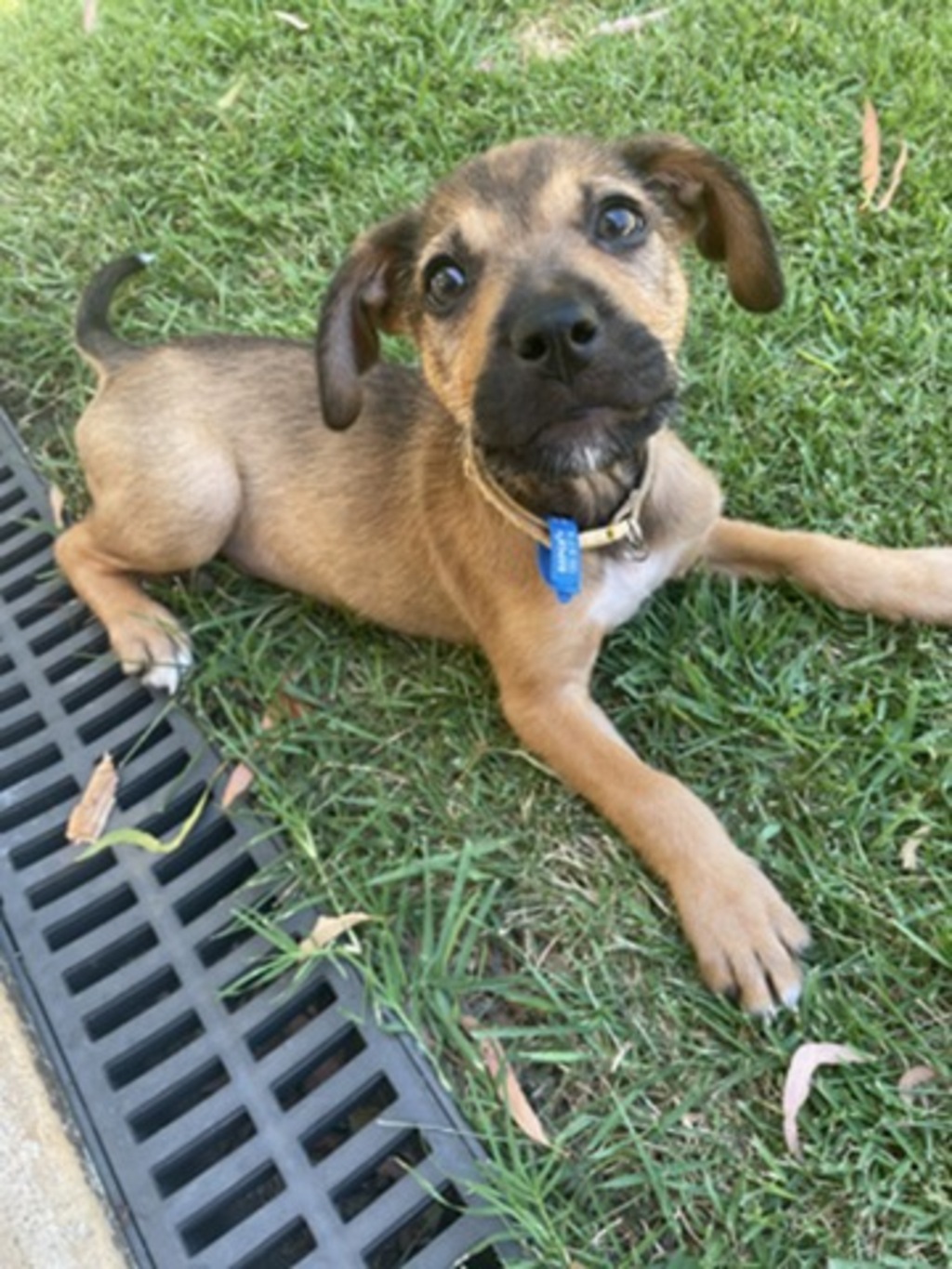 Moose - Medium Male German Shepherd Mix Dog in QLD - PetRescue