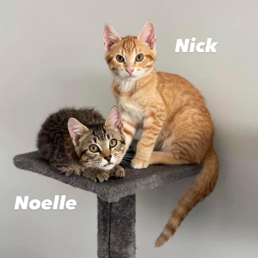 10120/19 - Nick & Noelle - Male Domestic Short Hair Cat in WA - PetRescue