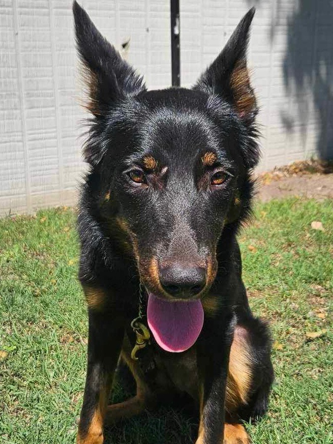 Wednesday - Large Female Mixed Breed Mix Dog in QLD - PetRescue