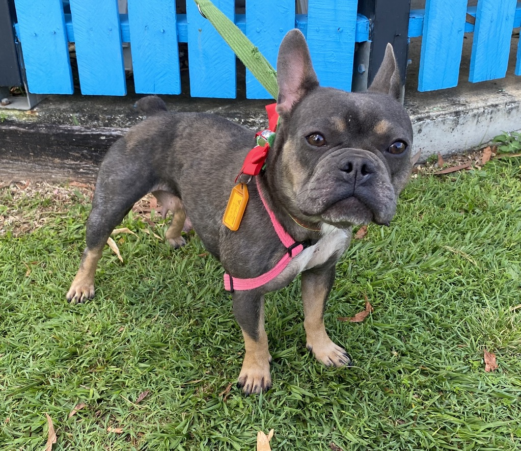 Bonnie - Small Female French Bulldog Mix Dog in QLD - PetRescue