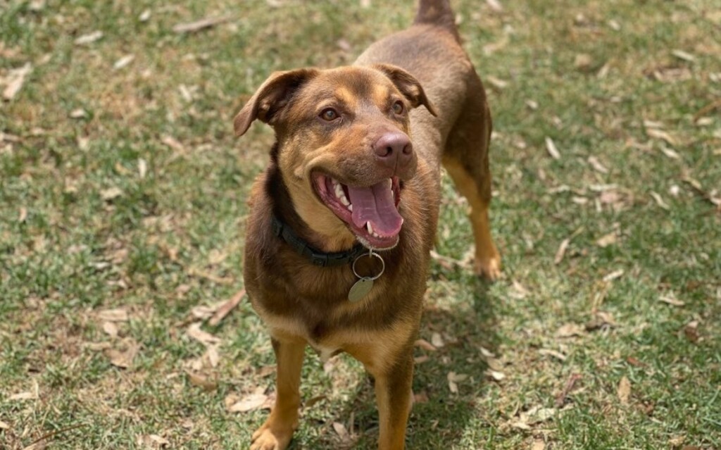 Rusty - Medium Male Kelpie x Labrador Mix Dog in VIC - PetRescue