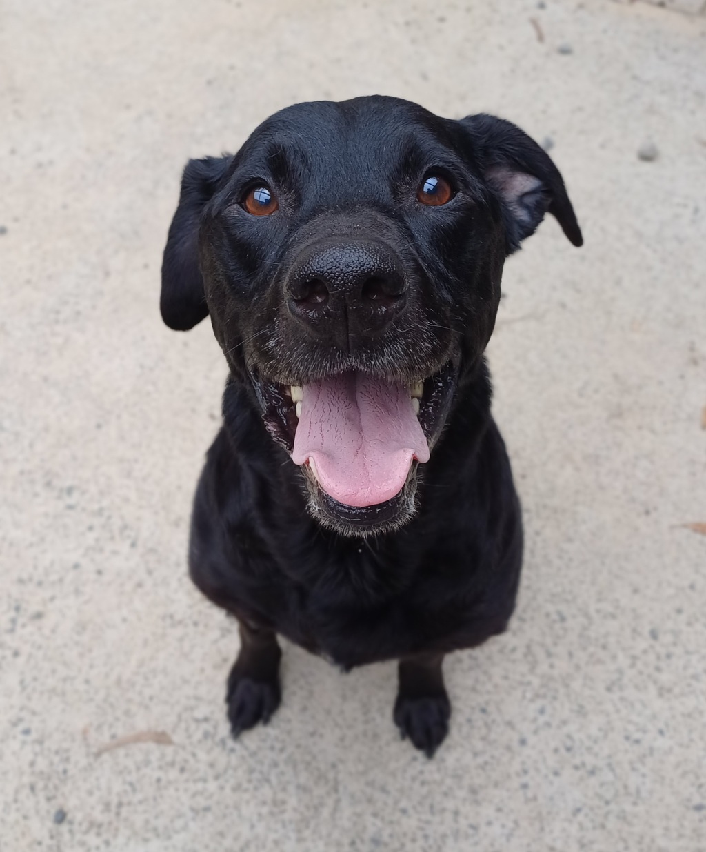 Max - Medium Male Labrador Mix Dog in VIC - PetRescue