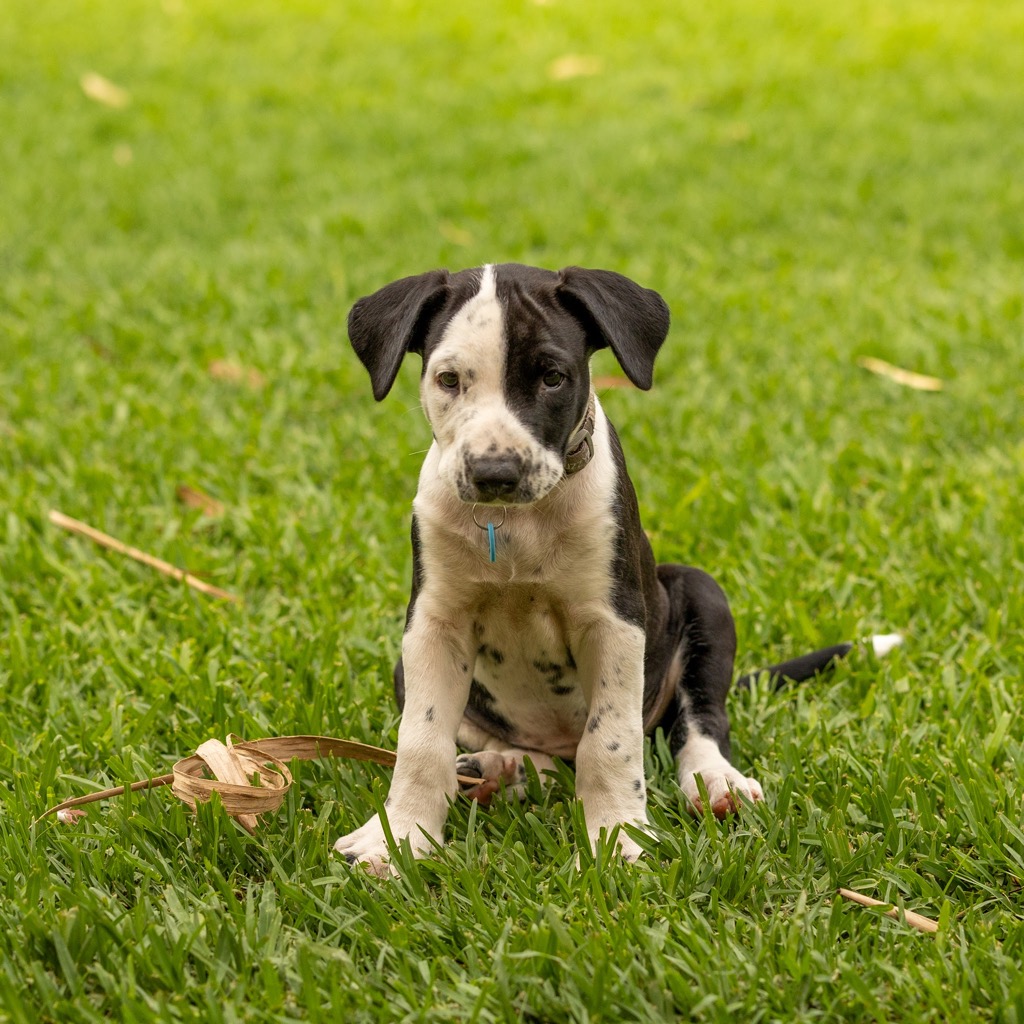 Onyx - Medium Female Mixed Breed Dog in WA - PetRescue