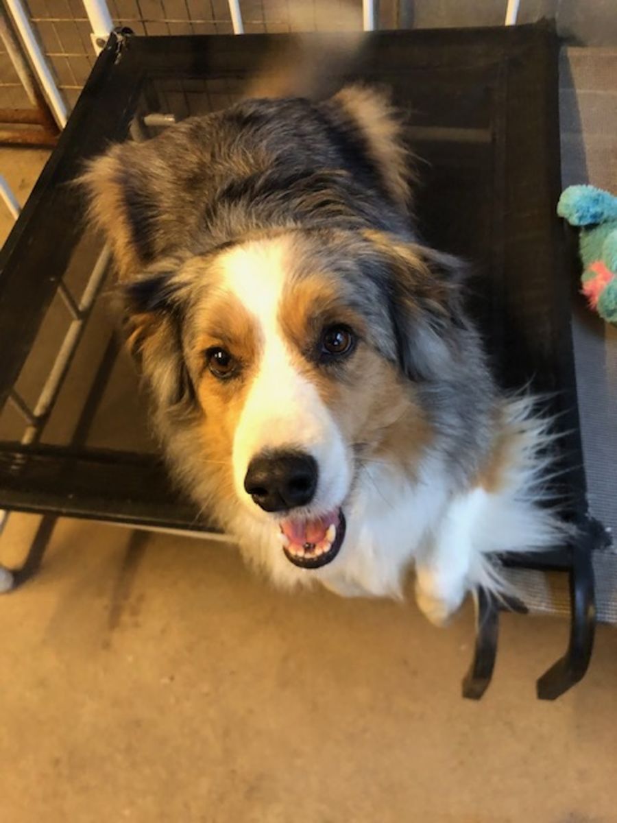 Cara - Medium Female Border Collie Dog in VIC - PetRescue