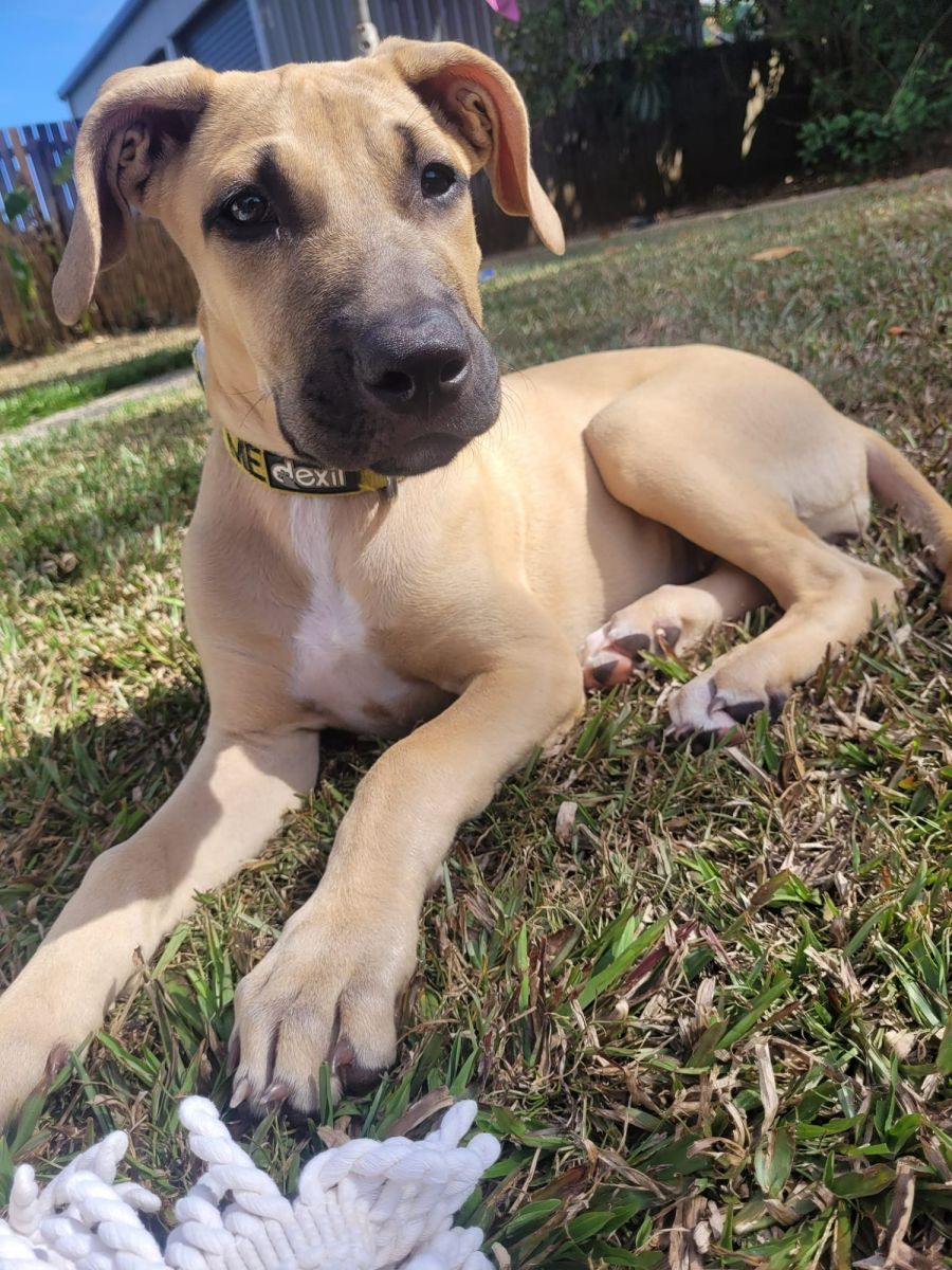 Hooky - Large Female Mastiff x Bull Arab Mix Dog in QLD - PetRescue