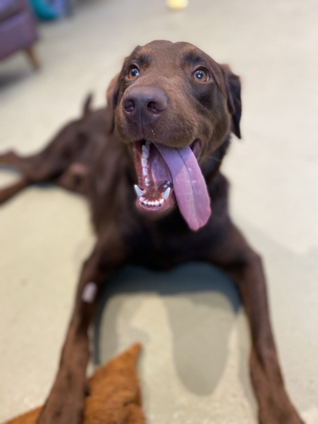 Darrell - Medium Male Labradoodle Dog in VIC - PetRescue