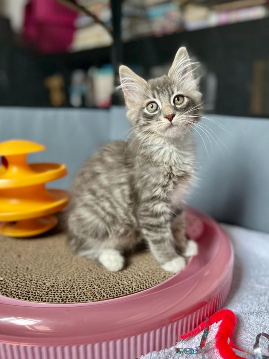 Madden - Female Domestic Medium Hair Cat in NSW - PetRescue