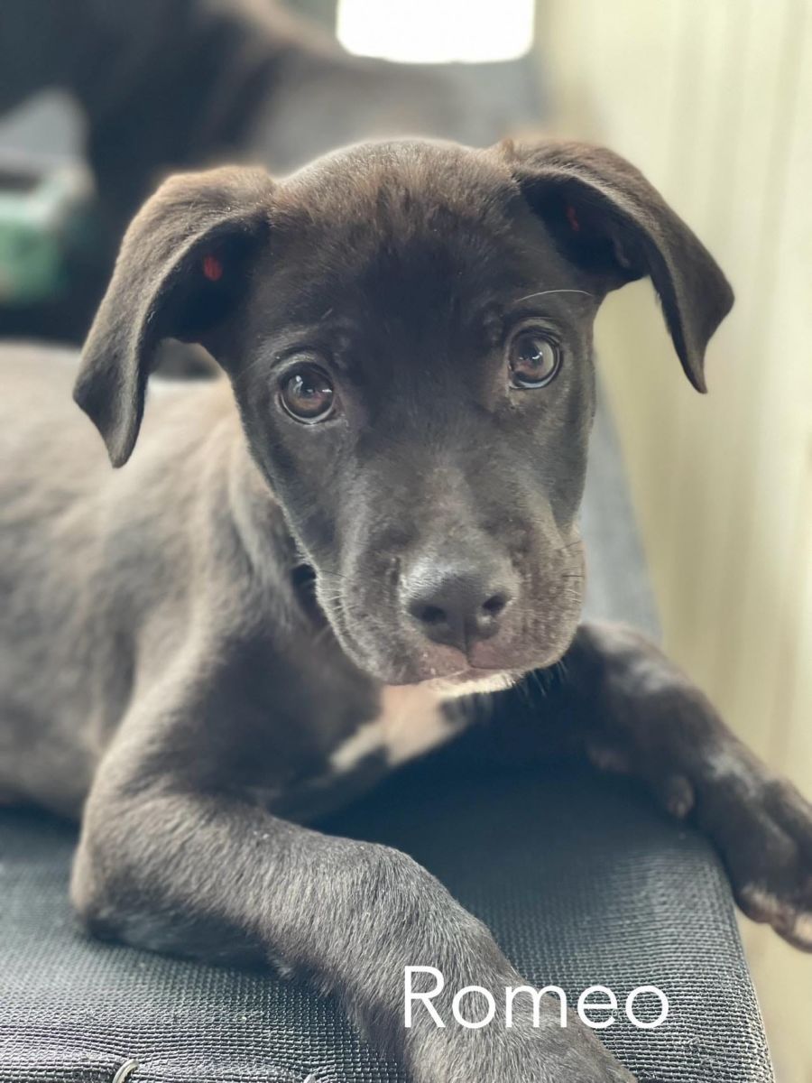 Romeo - Large Male Bullmastiff x Rhodesian Ridgeback Mix Dog in QLD ...