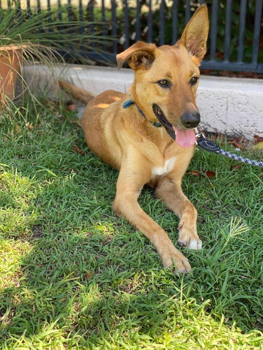 Lara - Large Female German Shepherd Mix Dog in QLD - PetRescue
