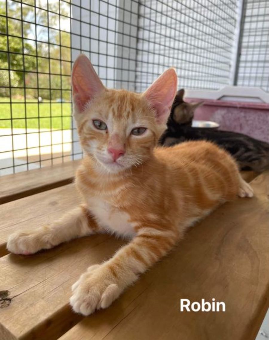 Robin - Male Domestic Short Hair Cat in QLD - PetRescue