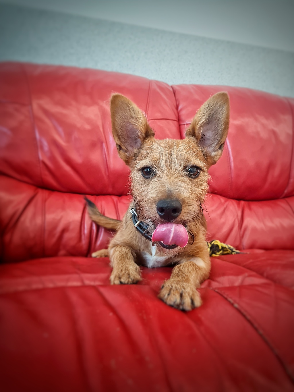 Benji - Small Male Wirehaired Jack Russell Terrier x Dachshund ...