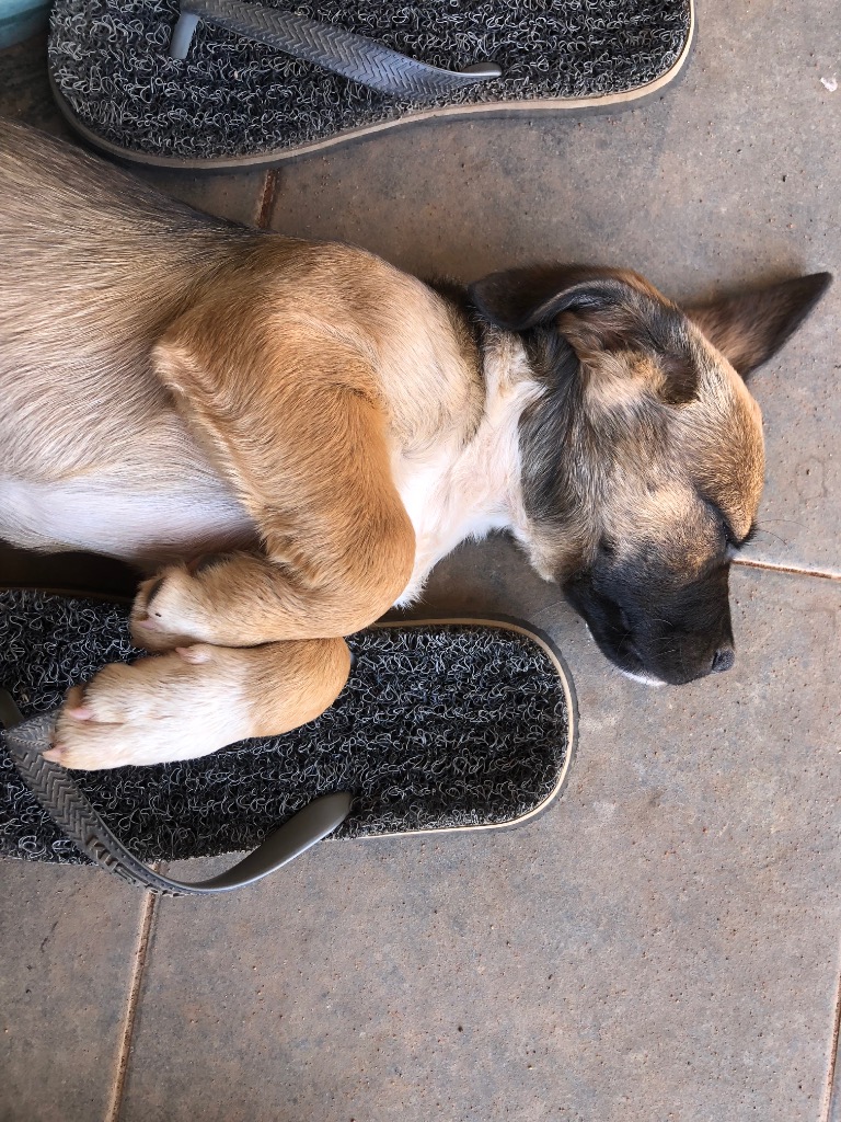 Maximillion - Medium Male Rhodesian Ridgeback x Mixed Breed Mix Dog in ...