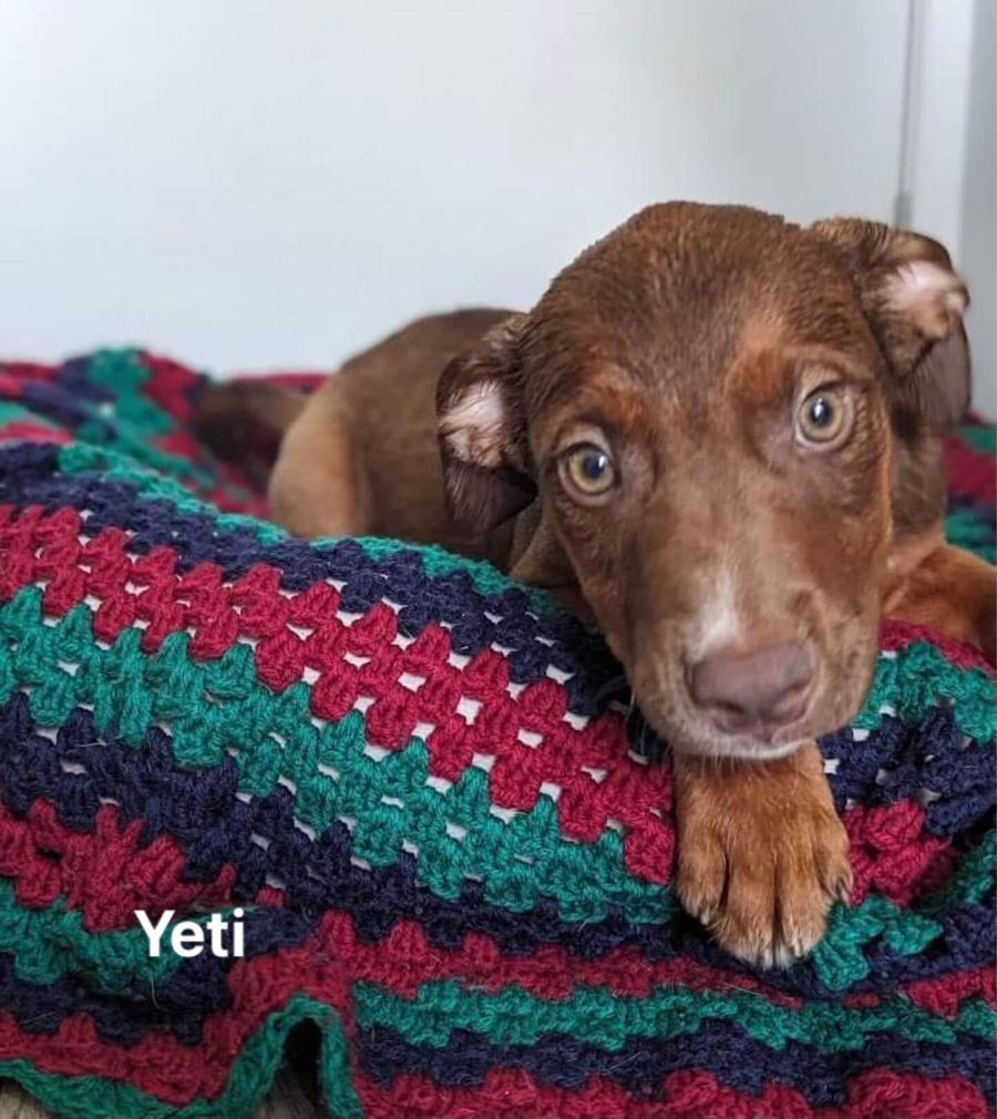 Yeti - Large Male Mixed Breed Dog in QLD - PetRescue