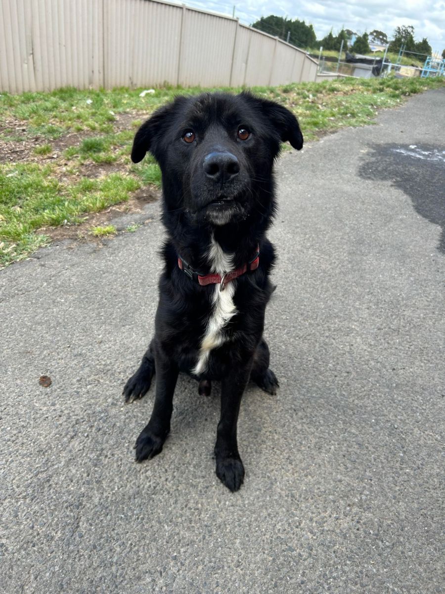 Marley - Large Male Border Collie x Rottweiler Mix Dog in VIC - PetRescue