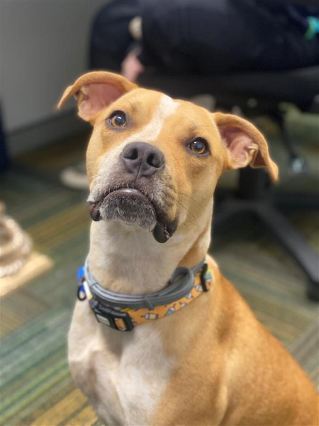 Baxter - Medium Male Australian Cattle Dog x Boxer Mix Dog in QLD ...