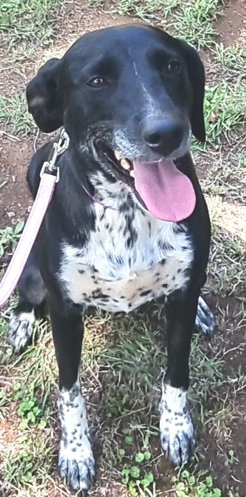 Pip - Medium Female Border Collie x Cross Mix Dog in NSW - PetRescue