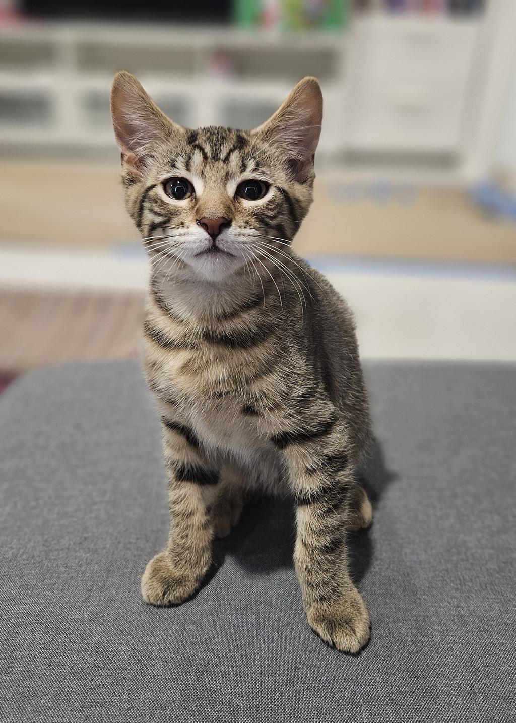 Larry - Male Manx Mix Cat in QLD - PetRescue