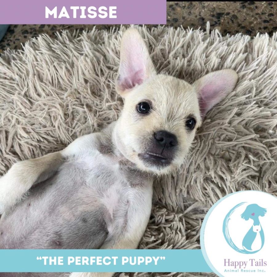 Matisse - Small Male French Bulldog x Poodle x Maltese Dog in QLD ...