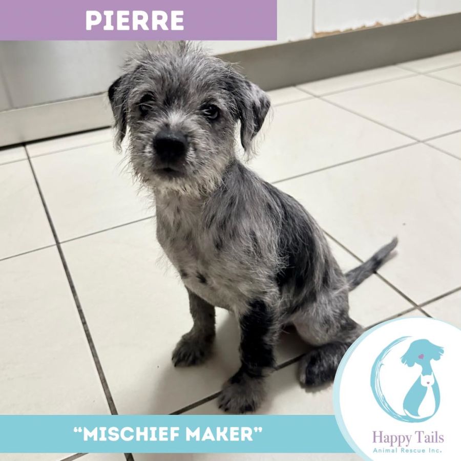Pierre - Small Male French Bulldog x Poodle x Maltese Dog in QLD ...