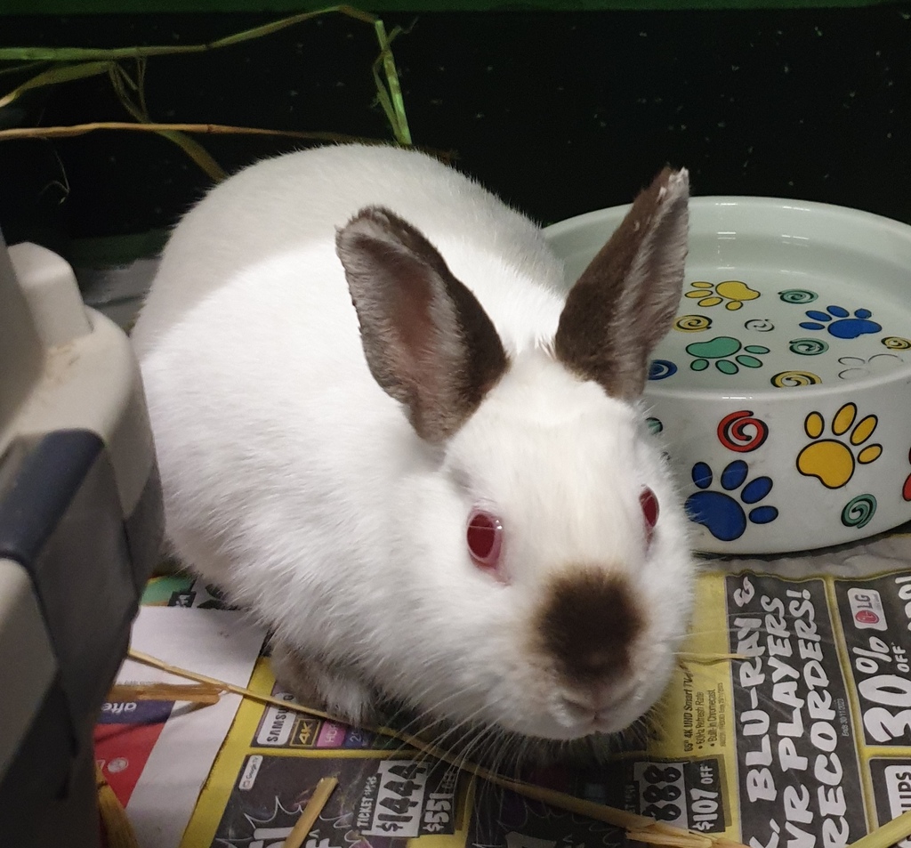 Camilla - Female Netherland Dwarf x Himalayan Rabbit in VIC - PetRescue