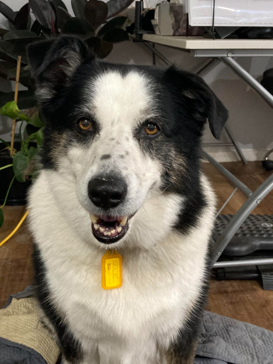 Ernie - Medium Male Border Collie x Maremma Sheepdog Mix Dog in VIC - PetRescue