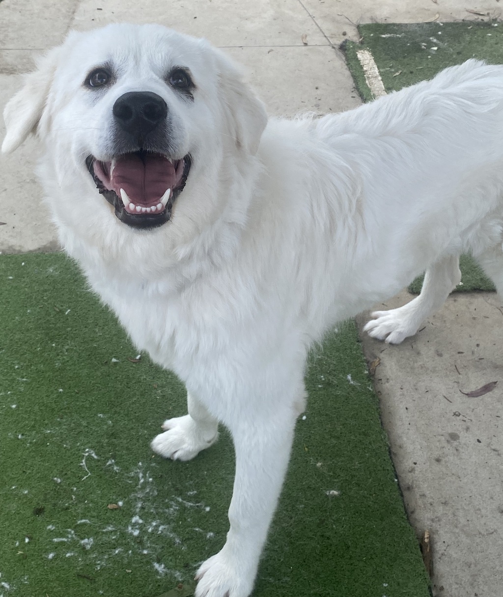 Arlo - Large Male Maremma Sheepdog Mix Dog in VIC - PetRescue