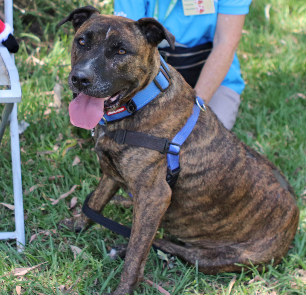Rose - Large Female Labrador Retriever x American Staffordshire Bull Terrier Mix Dog in QLD ...