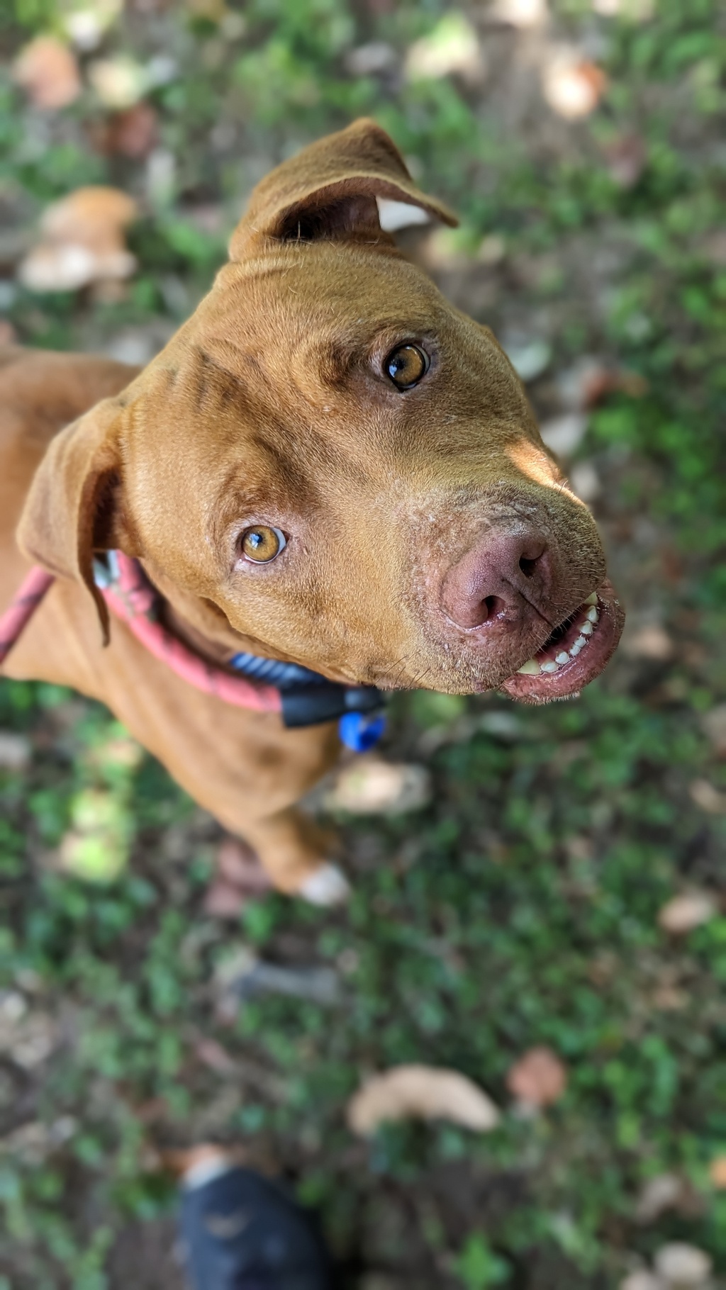 Kenneth - Medium Male American Staffordshire Bull Terrier Mix Dog in ...