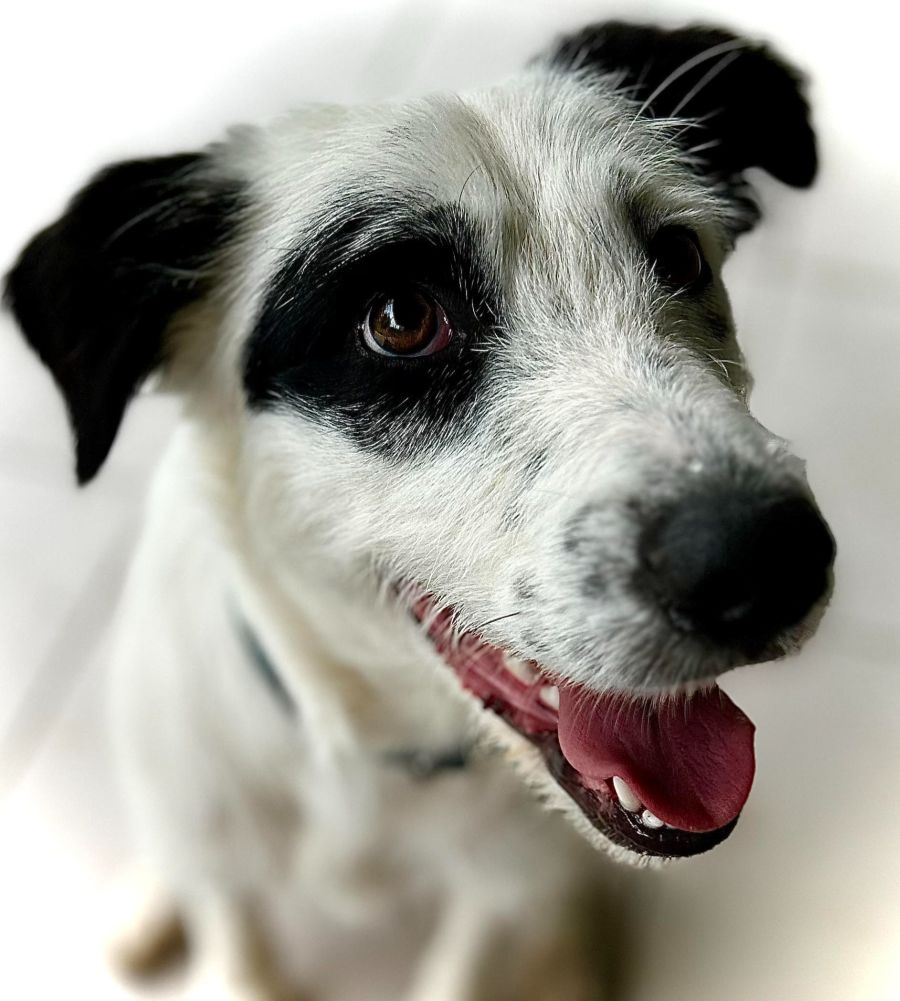 Tala - Medium Female Mixed Breed Dog in NSW - PetRescue