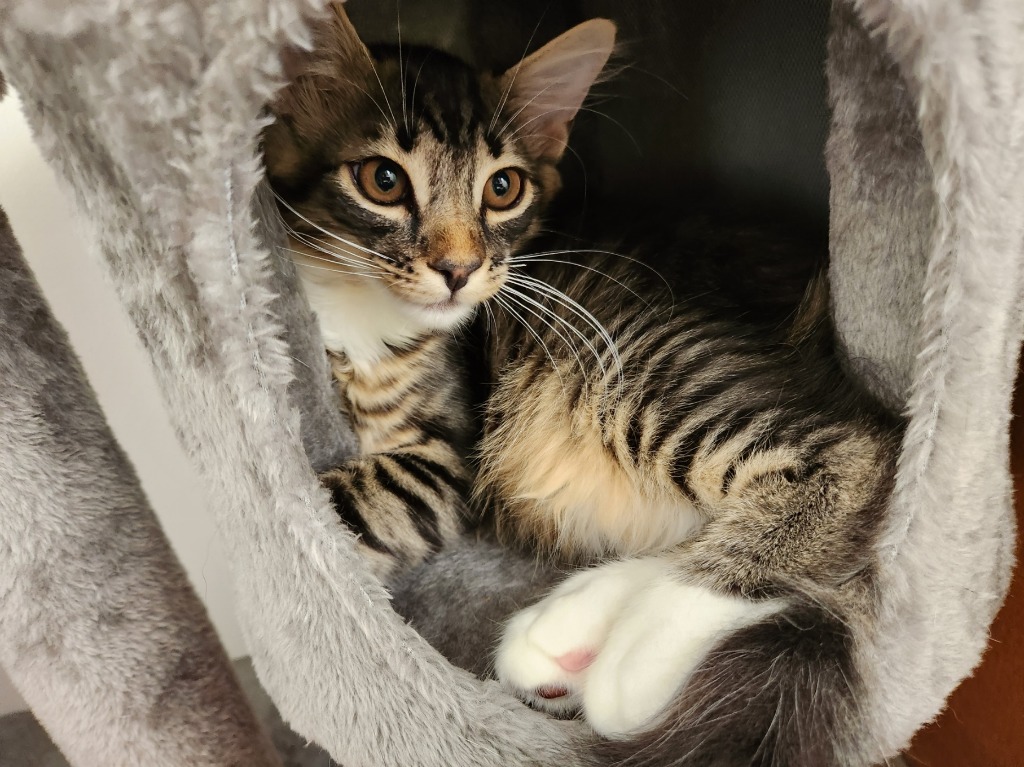 Habib - Male Domestic Short Hair Cat in QLD - PetRescue