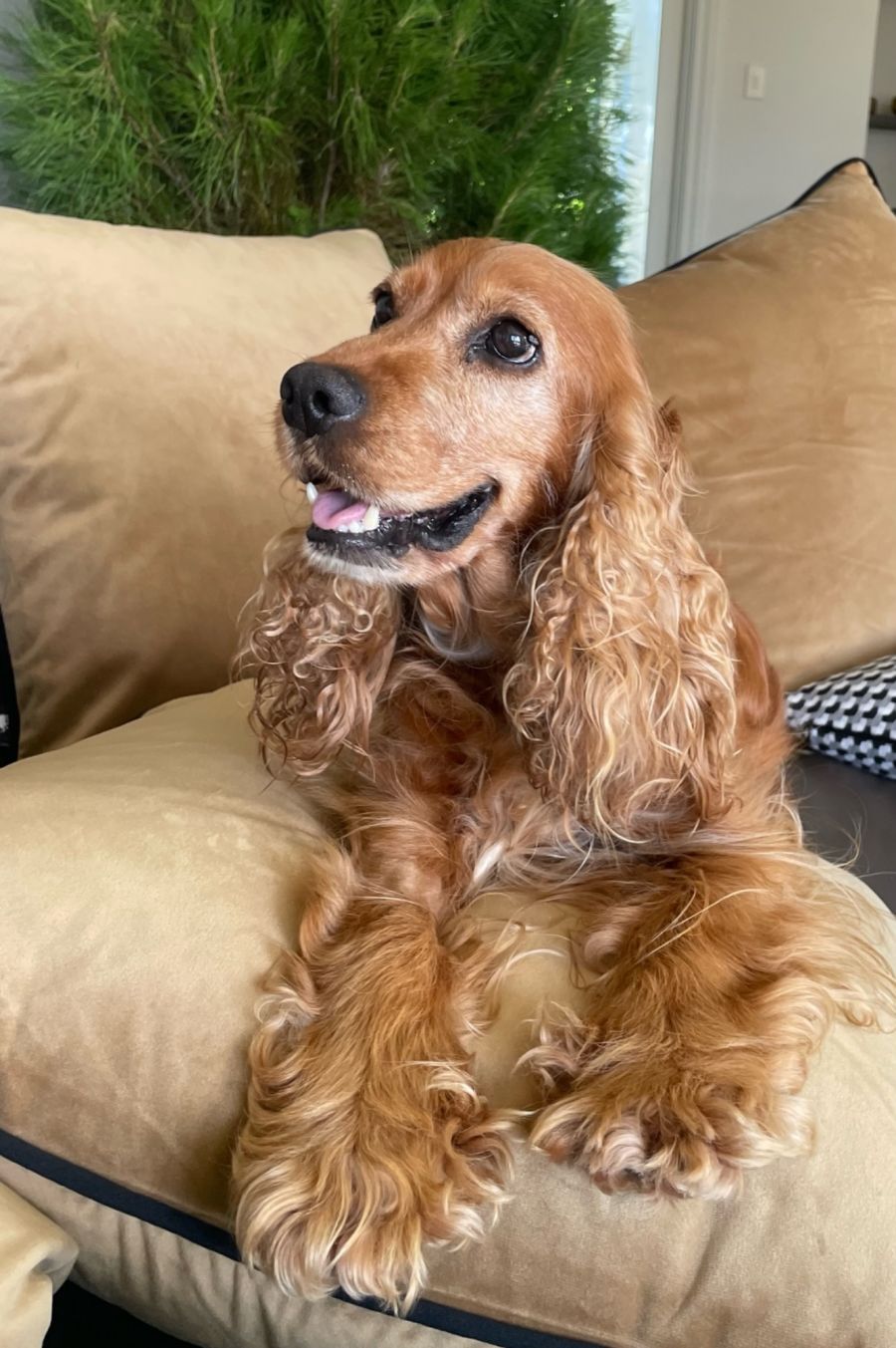 Dotti - Small Female Cocker Spaniel Dog in NSW - PetRescue