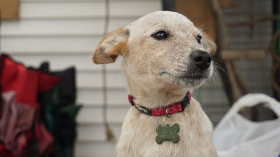 Dallas - Medium Female Australian Stumpy Tail Cattle Dog x Jack Russell ...