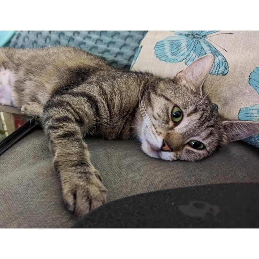 9838 - Macy Gray - Female Domestic Short Hair Cat in WA - PetRescue