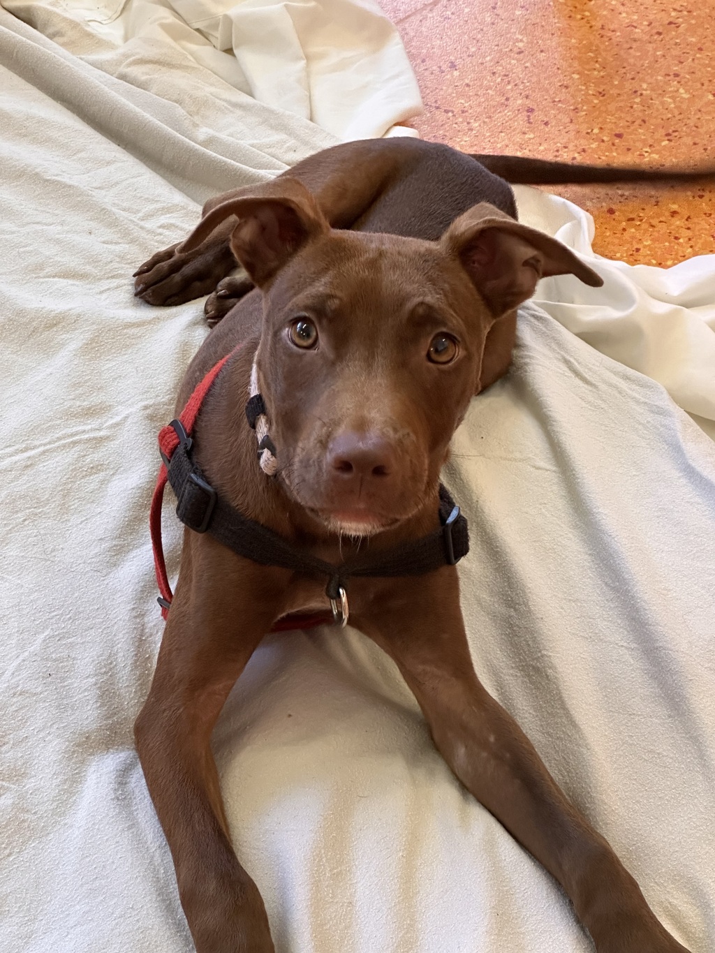 Cato - Small Male American Staffordshire Bull Terrier Mix Dog in QLD ...