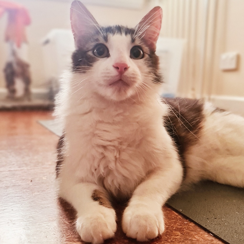 Raymond - Male Domestic Medium Hair Cat in VIC - PetRescue