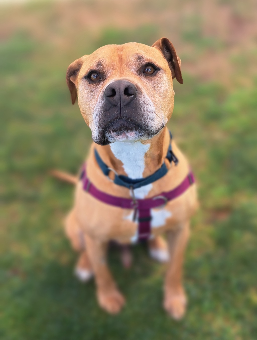 Knox - Medium Male American Staffordshire Terrier x Australian Bulldog ...