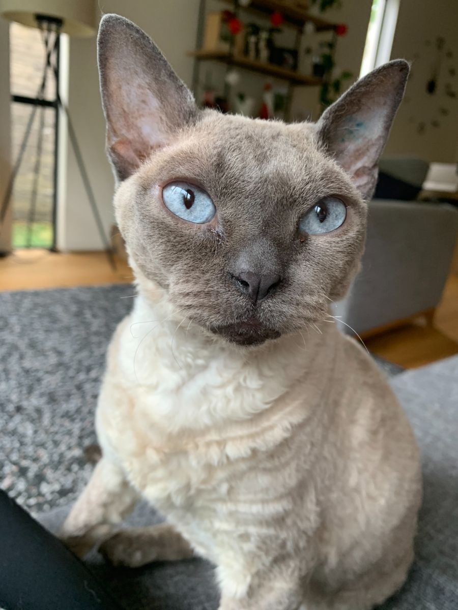 Sadie - Female Devon Rex Cat in VIC - PetRescue