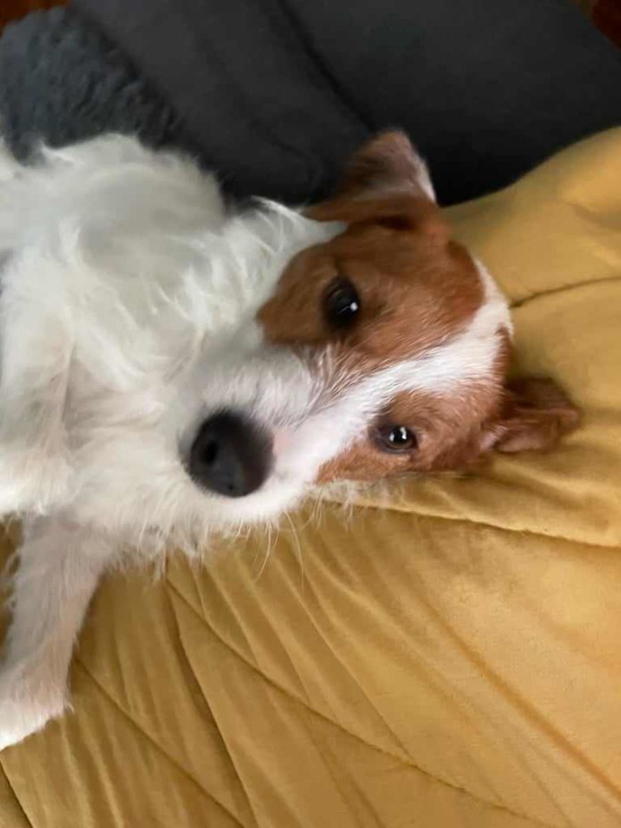 Huxley - Small Male Parsons Jack Russell Terrier Dog in VIC - PetRescue