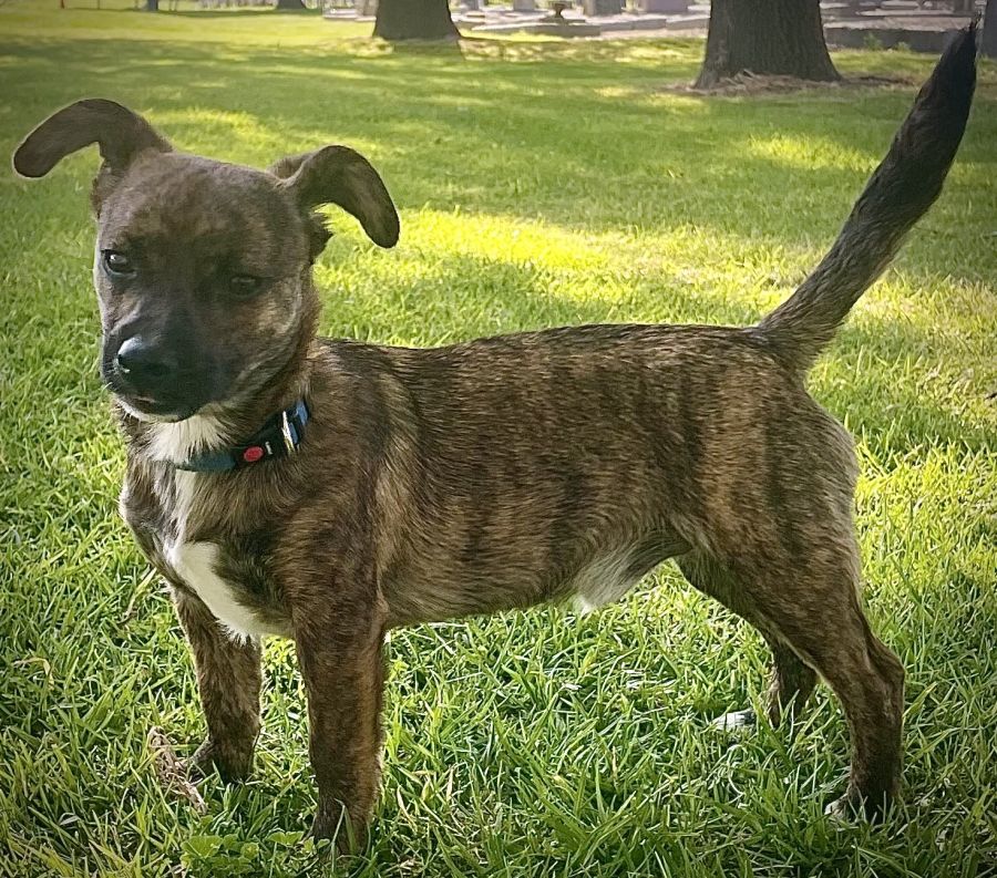 Camp Dogs - PetRescue