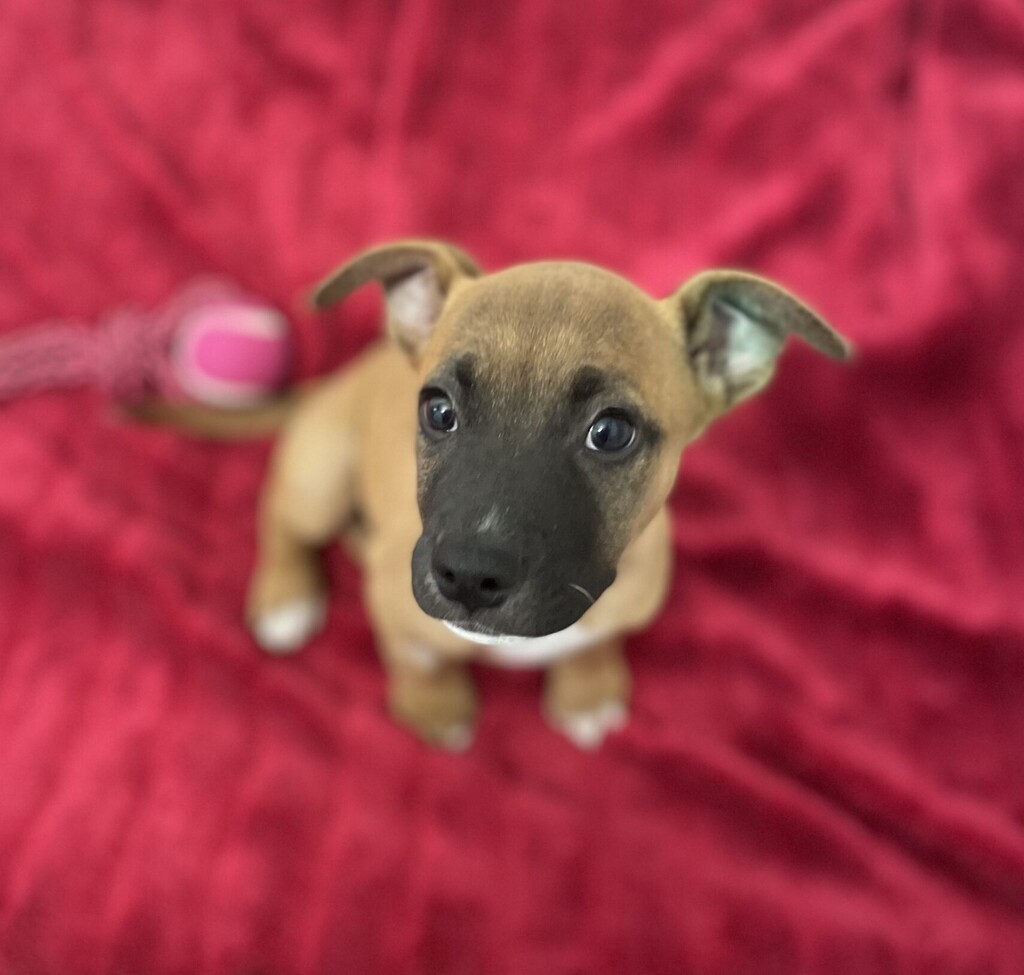 Frederick - Small Male German Shorthaired Pointer x Poodle Standard Mix ...